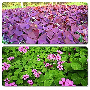 30pcs Mix Oxalis Triangularis Bulbs Purple and Green Shamrocks Bulbs Robust Bulbs for Planting Easy to Grow
