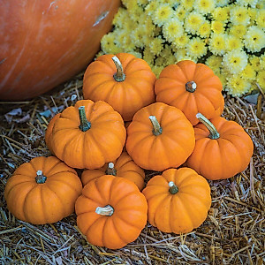 Burpee Jack Be Little Pumpkin Seeds 50 seeds