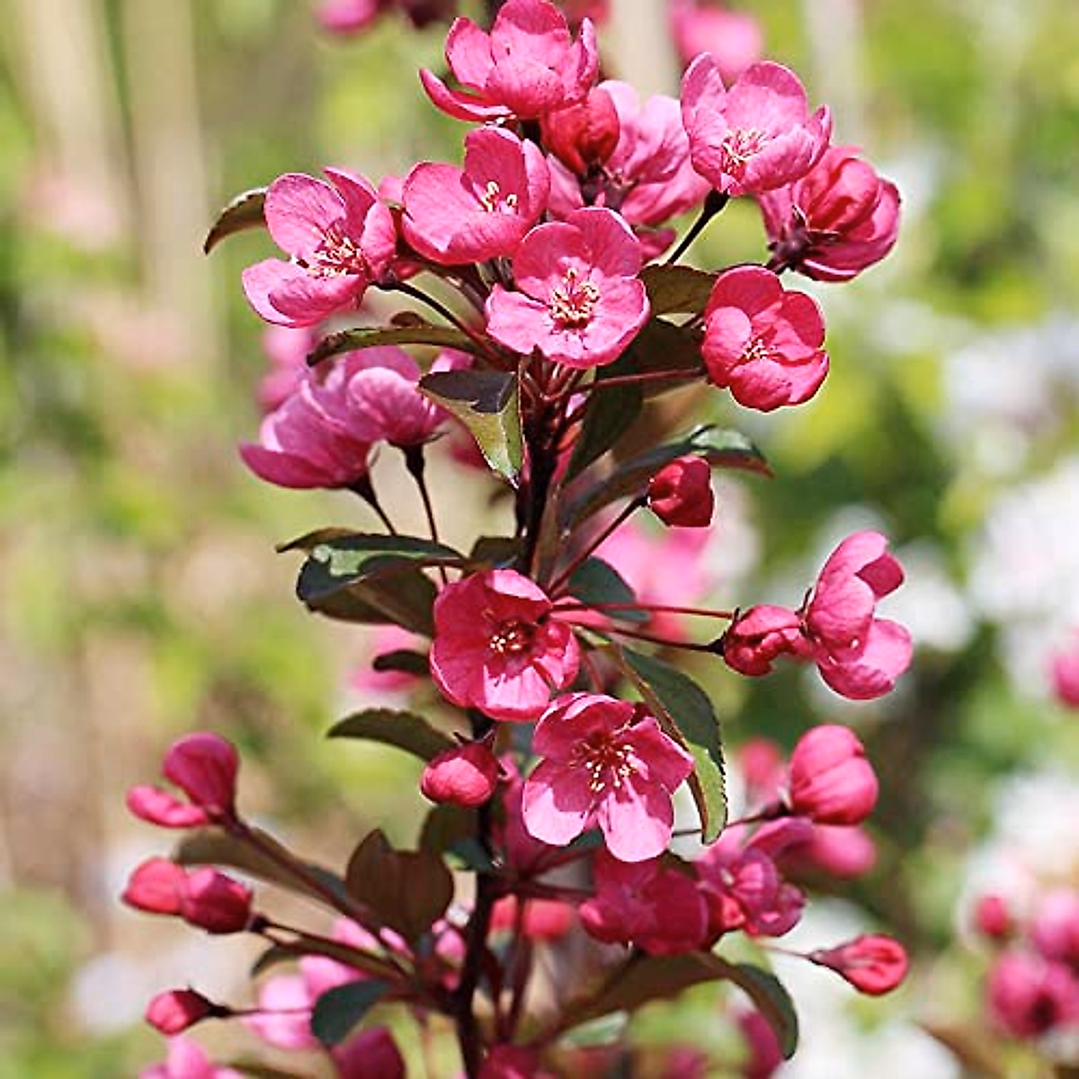 QAUZUY GARDEN 30 Seeds Flowering crabapple Seeds Crab Apple Malus Prairiefire Tree Shrub Bush Seeds- Striking Flowering Landscape Plant- Easy to Grow & Maintain