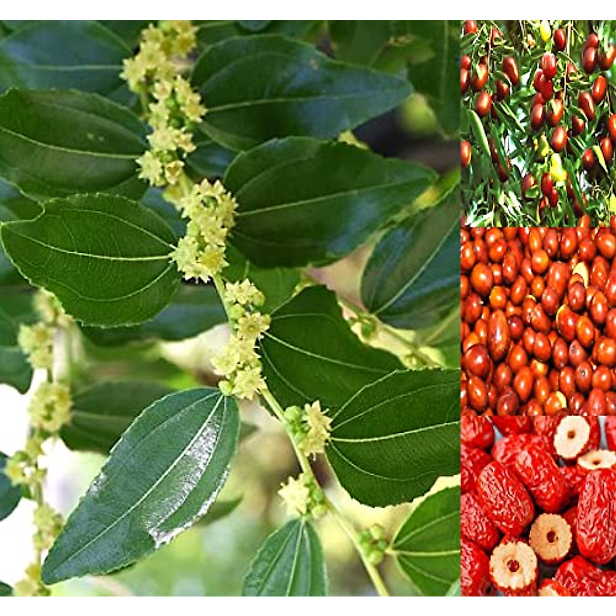 MySeeds.Co - BIG PACK Seeds Big Pack Survival Flower Fruit Garden Seeds, Exotic Rare Non-GMO and Heirloom Variety Limited Quantity, You Choose The Color (Jujube)
