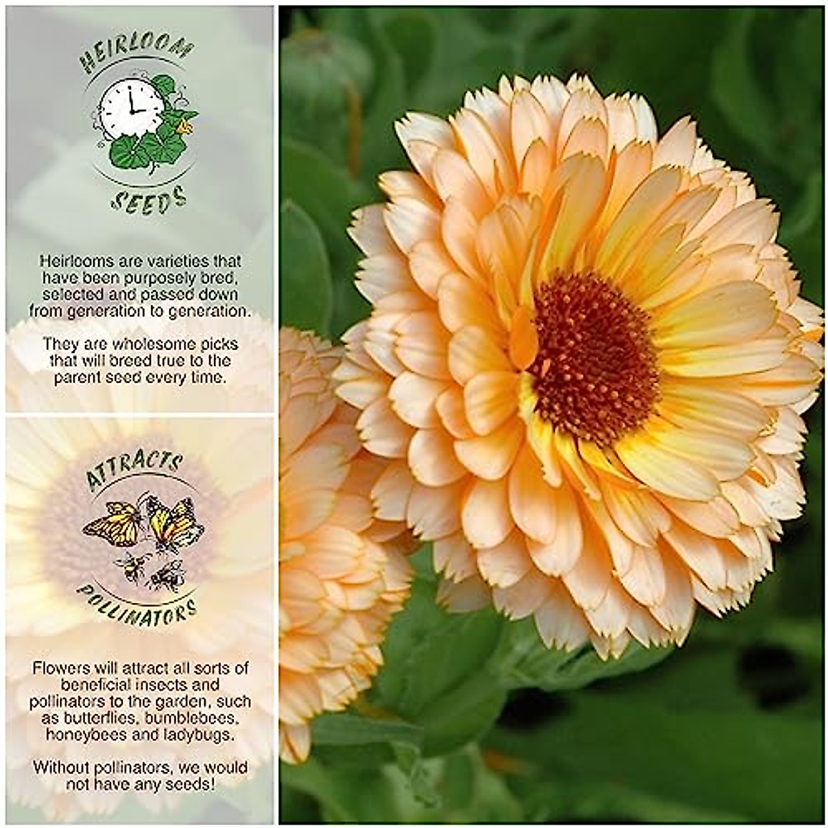 Seed Needs, 1000+ Calendula Pink Surprise Seeds (Calendula officinalis ...