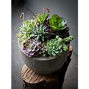 Succulent Plant Soil, Natural All-Purpose Cactus, Aloe Vera, and Succulent Potting Soil, 1 Quart Sized Bag, Premium Fast Draining Mix