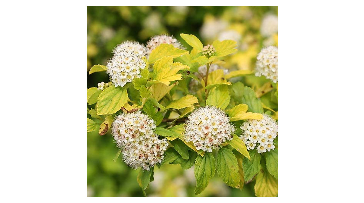 Proven Winner Ninebark Festivus Gold - Premier Plants
