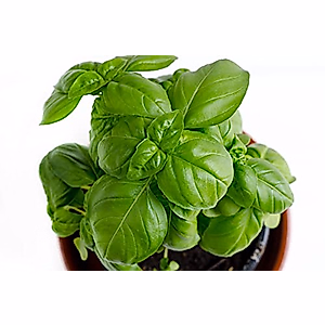 Genovese Basil Seeds for Planting - Heirloom Non-GMO USA Grown - 150+ Seeds - Premium Sweet Basil Seeds for Indoors or Outdoors by RDR Seeds