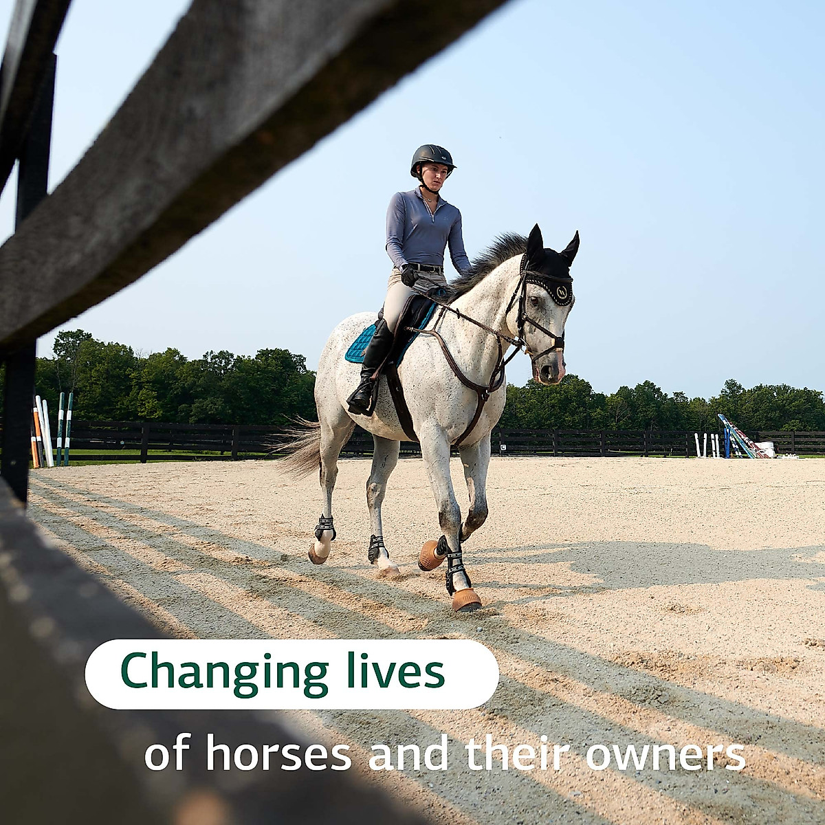 Standard Process Equine Immune Support - Whole Food Horse Supplies for Immune Support with Whey Protein, Magnesium Citrate, Kale, Sunflower Lecithin, L-Glutamine, Turmeric Root - 30 Ounce