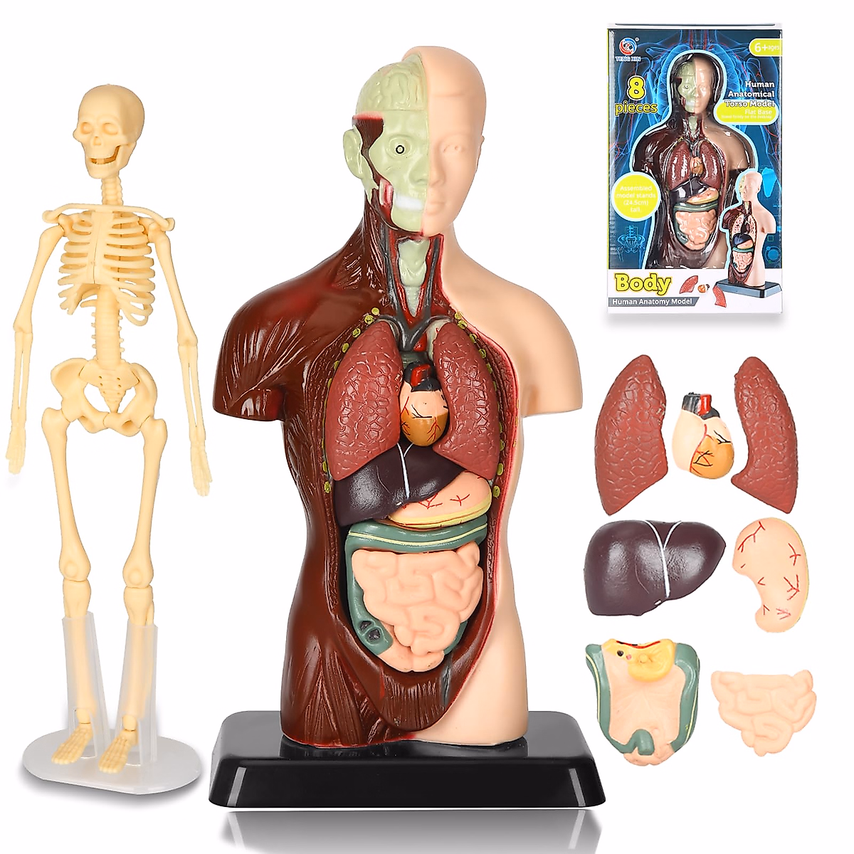 KlayBear 9.6 Inch Human Anatomy Model for Kids - 8 Pc Removable Parts Torso & Skeleton - Educational Organ Model for STEM Learning, Ages 3+