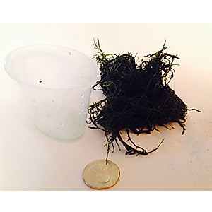 Aquarium Plants Galore Live Java Moss