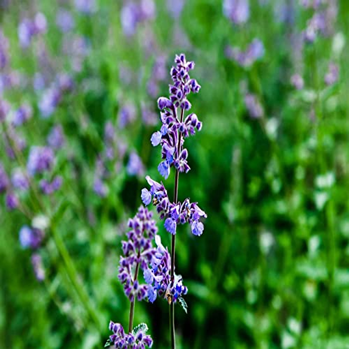 Catmint Seeds- 'Blue Wonder'-(Nepeta Mussinii)-Compact, Heat Tolerant,Perennial,Hardy,Excellent Groundcover! 25 Seeds-QAUZUY GARDEN