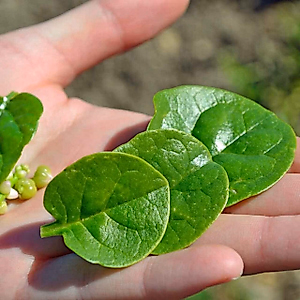 Gaea's Blessing Seeds - Malabar Spinach Seeds - Non-GMO Seeds with Easy to Follow Planting Instructions - Heirloom Big Round Leaf Malabar - 93% Germination Rate