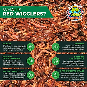 Generic Live RED WIGGLERS Compost Worms, COMPOSTING Bins (120)