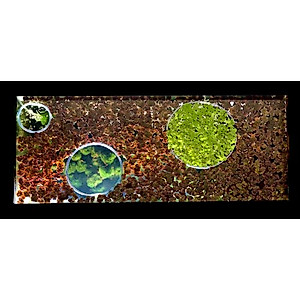 Invisible Feeding Ring (Customizable and Auto-Leveling) Food Portal for Floating Plant Aquariums and Fish Tanks (Standard 2.5" Feeding Ring)