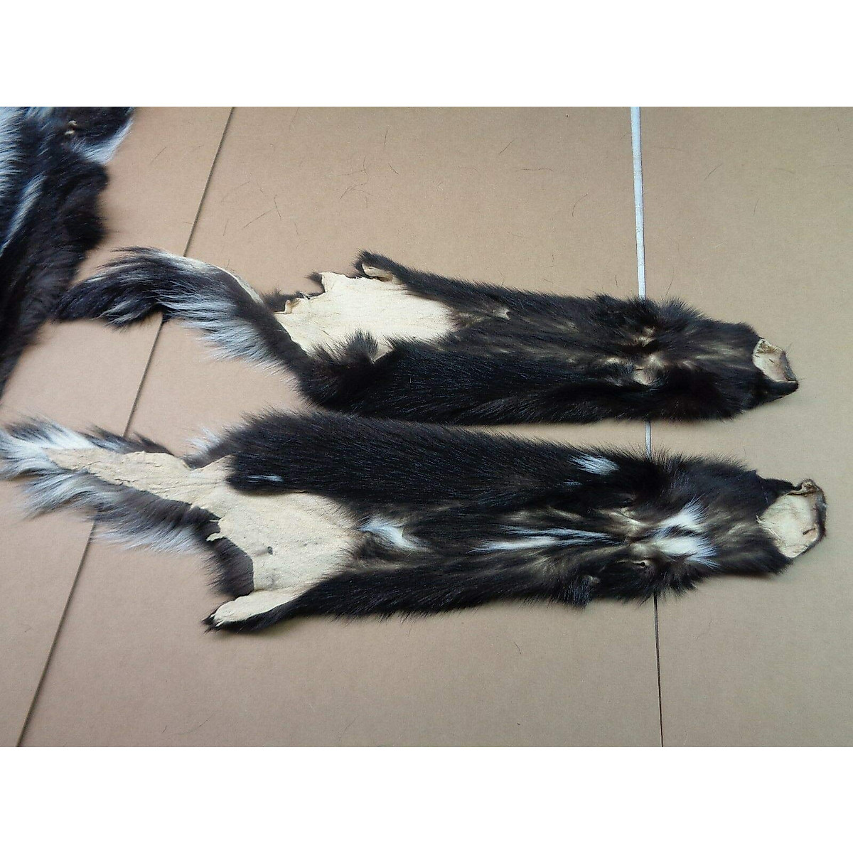 Real XL Tanned Skunk Hide Fur Pelt Face Tail Winter Prime Coat 32-36" USA (Grade #1)
