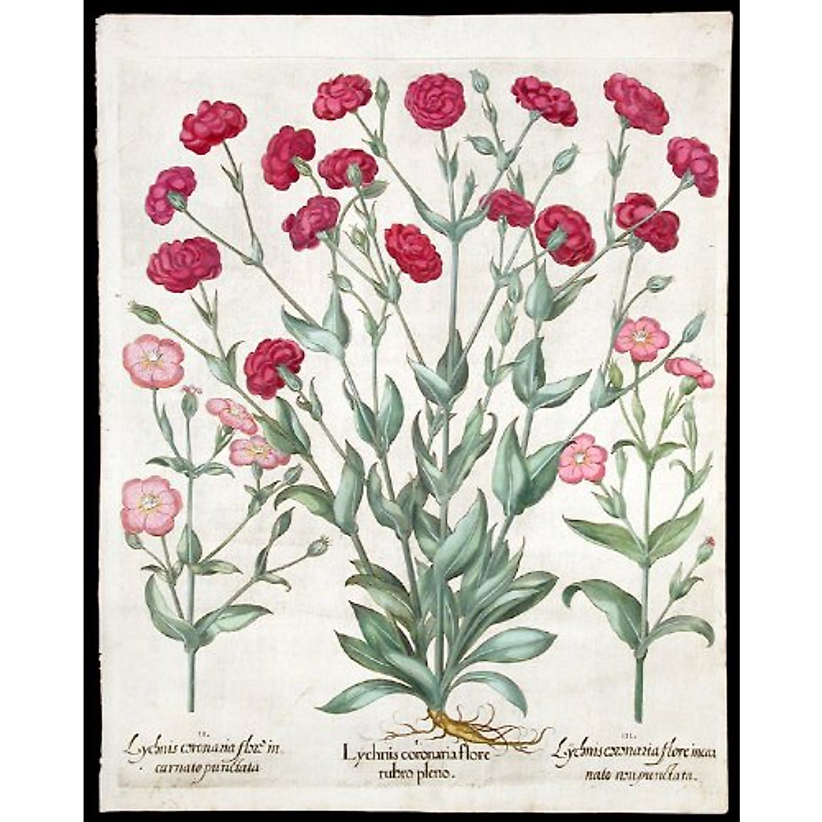 [Crimson double-flowered mullein pink] Lychnis coronaira flore rubro pleno; [Speckler mullein pink] Lychnis coronaria flore in carnato punctata; [Mullein pink] Lychnis coronaria flore incarnato non punctata