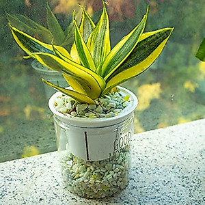 3lb Jade Bean Sand Stone-Succulents and Cactus Bonsai DIY Projects Rocks,Decorative Gravel for Plants and Vases Fillers,Terrarium,Fairy Gardening,Natural Stone Top Dressing for Potted Plants (5mm-8mm)