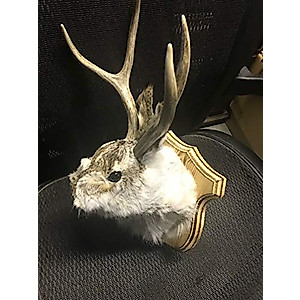 Jackalope Shoulder Head Mount Taxidermy Mounted 4 Point Antlers Professionally Done (Bailey)