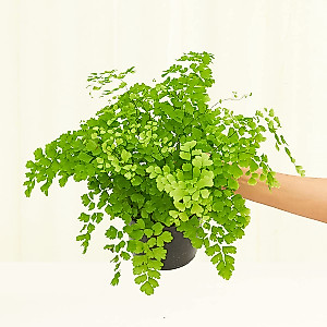 Rooted Maidenhair Fern, Adiantum aethiopicum, Live, Live Indoor, Easy to Grow, Easy to Care, Outdoor Garden and Low Maintenance Houseplant, 6 inch Pot