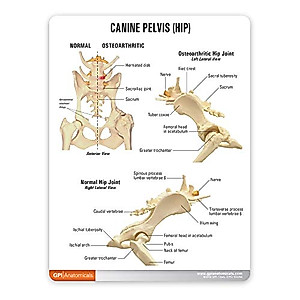 GPI Anatomicals - Canine Pelvis Model, Normal and Osteoarthritic Hip Joint Bones for Anatomy and Physiology Education, Anatomy Model for Veterinarian’s Offices and Classrooms, Medical Study Supplies