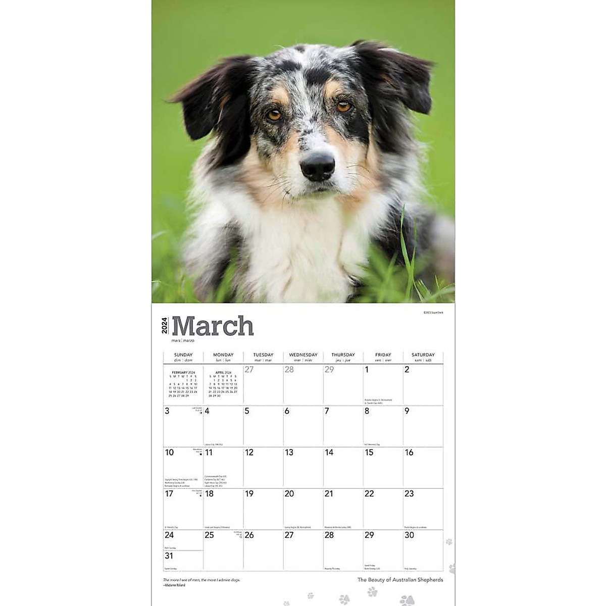 The Beauty of Australian Shepherds | 2024 12 x 24 Inch Monthly Square Wall Calendar | Sticker Sheet | StarGifts | Animals Dog Breeds