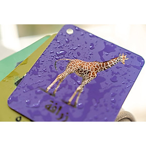 Zedne Arabic Alphabet Flash Cards - 48 Pcs Double-Sided Flashcards (96 Images) with Rings Educational Learning Toys for kids Birthday Preschool Gifts (Alphabet, Numbers, Animals, Fruit)