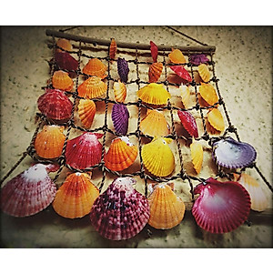 Sea Shells Mixed Beach Seashells 9 Kinds 1.2"-3.5 "Various Sizes Natural Seashells and 2 Kinds of Natural Starfish for Beach Themed Party DIY Crafts FishTank Vase Fillers Home Wedding Decorations