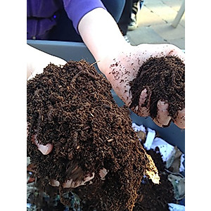 1000 Red Wigglers Composting Worms. Live WWJD worms