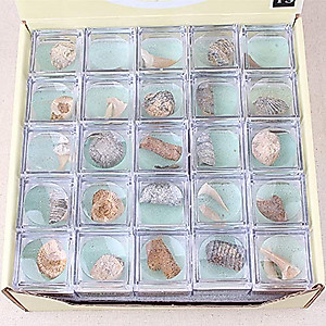 Transparent Specimen Box,Protolith Specimen Ammonite Shark Teeth Gastropod Coral Fossils Stone Collection - Random Style