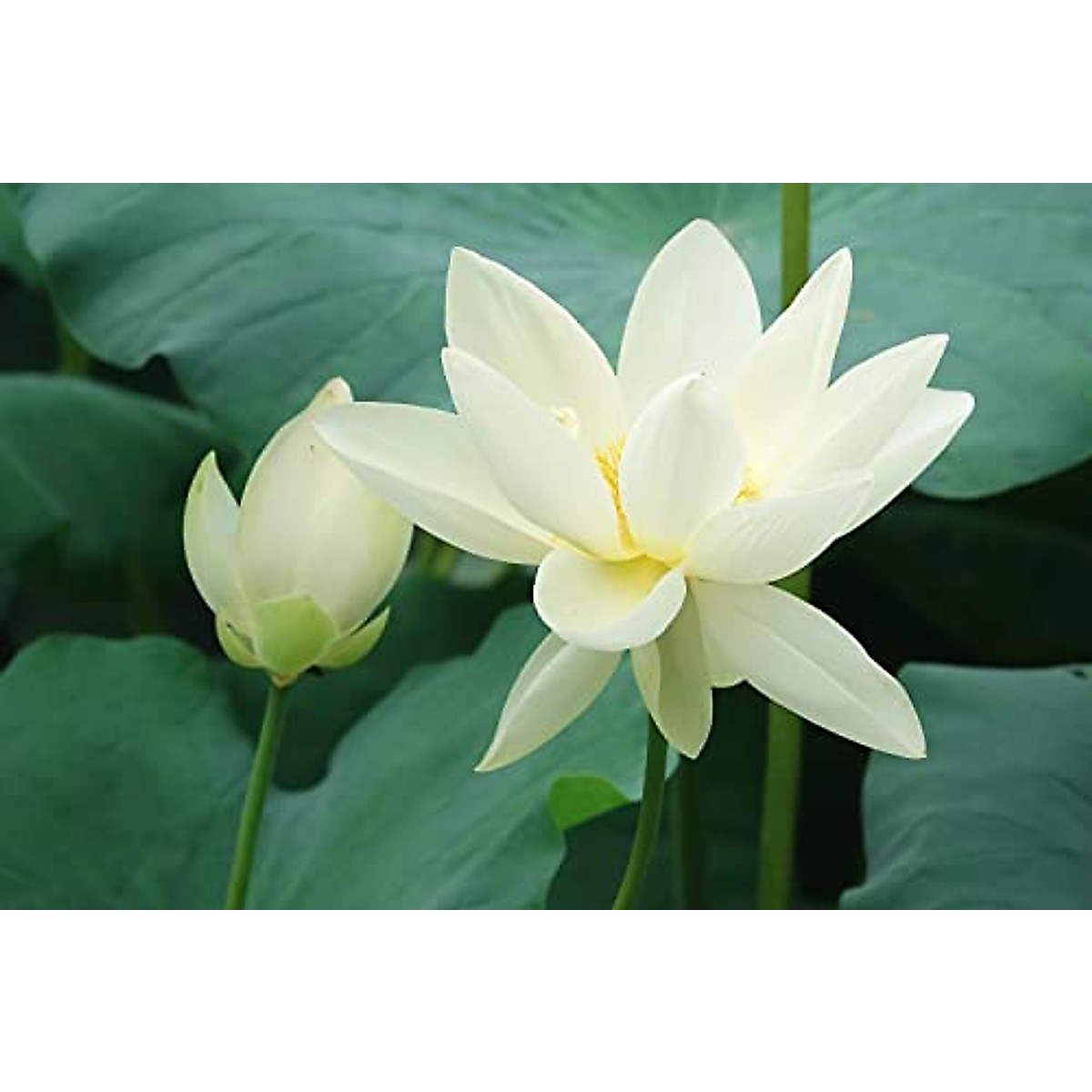 30PCS Bonsai Lotus Seeds for Planting, Water Lily Flower, Non-GMO Home Garden Plant Seeds, Flowering Aquatic Bonsai Plant, No Experience Required