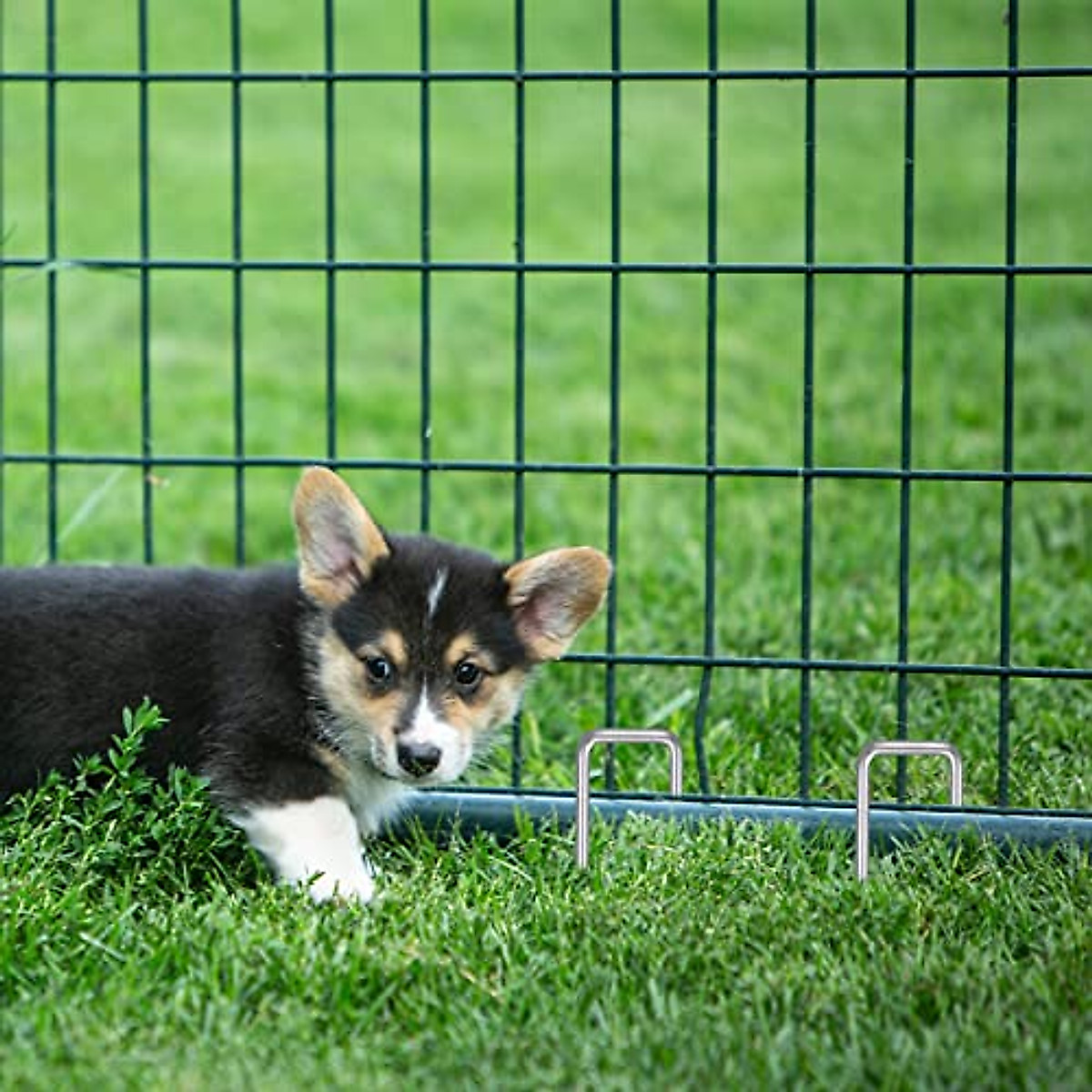 Whonline 60pcs 12 Inch Ground Stakes, 11 Gauge Landscape Staples Heavy Duty Garden Stakes for Securing Lawn Fabric, Tent, Weed Barrier, Irrigation Tubing