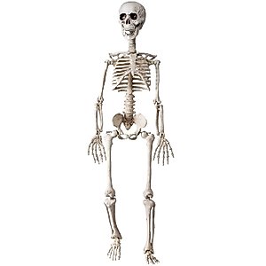 36" Skeleton Halloween Decor, 3FT Posable Halloween Skeleton Decorations for Haunted Houses, Front Lawn, Graveyard Props, Trunk or Treat, Full Body Lifelike Skeleton Model