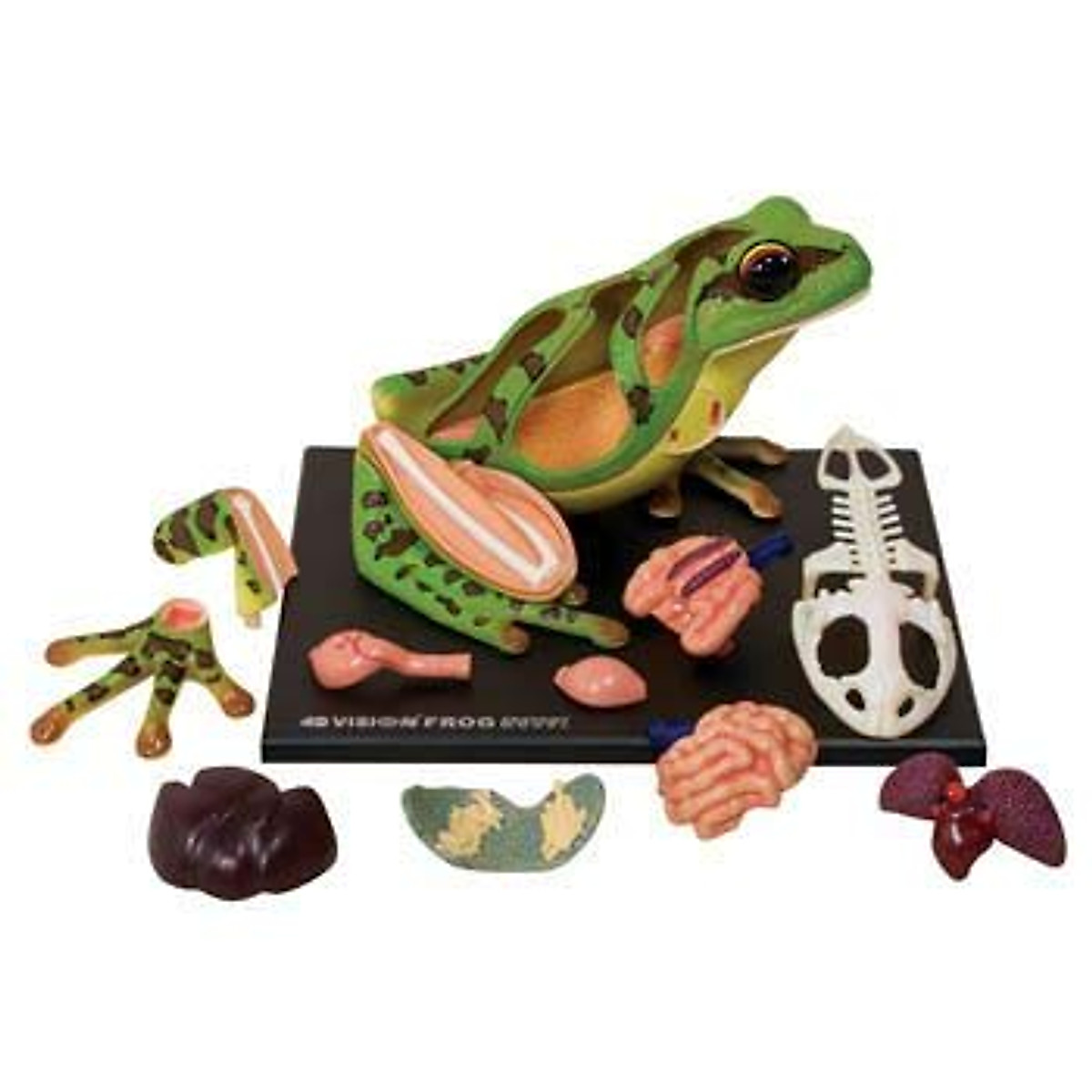 TEDCO 4D Vision Frog Anatomy Model