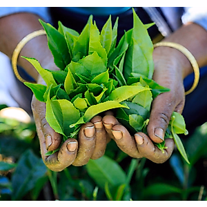 USDA Organic Decaf Earl Grey Loose Leaf Tea - 4 oz