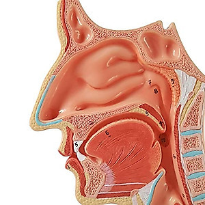 Evotech Life Size Nasal Oral Cavity Throat 1:1 Human Nasopharynx Laryngopharyngeal Nasal Cavity, Oral Cavity, Pharynx, Larynx, Anatomical Model,