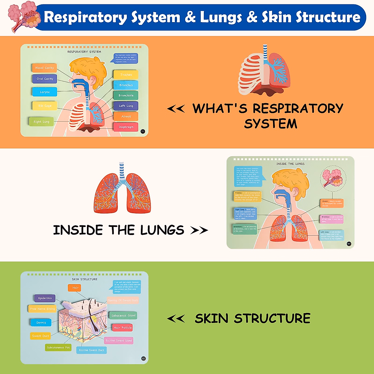 Freebear Montessori Busy Book for Kids, Human Body Anatomy Book for Toddlers, Preshool Kindergarten Learning Activities, Autism Sensory Toys, Travel Toys, Gifts for Girls and Boys 4 5 6 7 8 Years