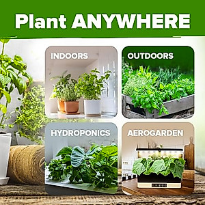 10 Culinary Herb Seeds - Non-GMO, Heirloom Seeds - 3000+ Seeds for Planting for Outdoor or Indoor Herb Garden, Basil, Cilantro, Parsley, Chives, Thyme, Oregano, Dill, Marjoram, Mint, Tarragon