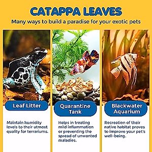 SunGrow 50 pcs Catappa Indian Almond Leaves for Betta Fish Tank Aquarium, 2” Water Conditioner Leaves, Leaf Also Suitable for Shrimp, Goldfish, Guppy and Frogs