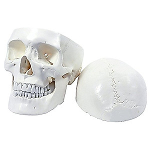 Wellden Medical Anatomical Human Skull Model High Quality, Classic, 3-Part, Life Size