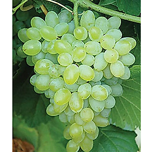 zcbang Rare Plant Fruit Seed 30 Pcs Grape Seeds - Beauteous Sweet Green Grape