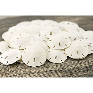Sand Dollar | Real Sand Dollars 1 1/2" to 2" (Set of 30) | Seashell Wedding | Sand Dollars for Crafts | Plus Free Nautical eBook by Joseph Rains