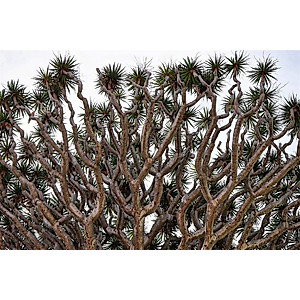 Dragon Tree Seeds to Grow - 10 Seeds - Dracaena Draco Seeds for Planting - Exotic Tree Seeds - Indoor Bonsai Tree