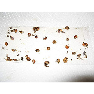 10 Pk Camel Cricket/Roach/Scorpion Sticky Traps