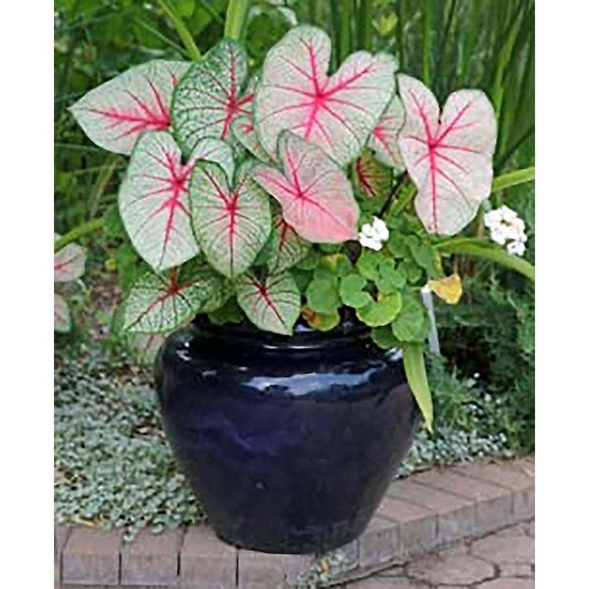 Fancy Leaf Caladium Bulbs - White Christmas - Large Size Root - Elegant White Foliage with Green Veins - Hardy in Zones 9-11 - Perfect for Gardens and Pots