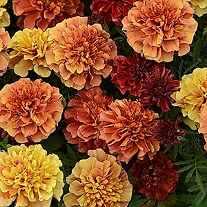 Outsidepride Tagetes Patula French Marigold Strawberry Blonde Garden Flowers for Pots, Containers, Window Boxes - 200 Seeds