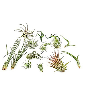 ragnaroc Live Air Plants - Tillandsia Variety, Regular 1-3" - 15ct - Live Arrival Guaranteed, House Plants for Home Decor & Gift