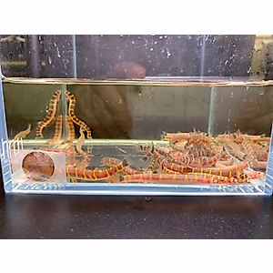 2" Banded Kuhli Loach Live Fish Aquatic Pets