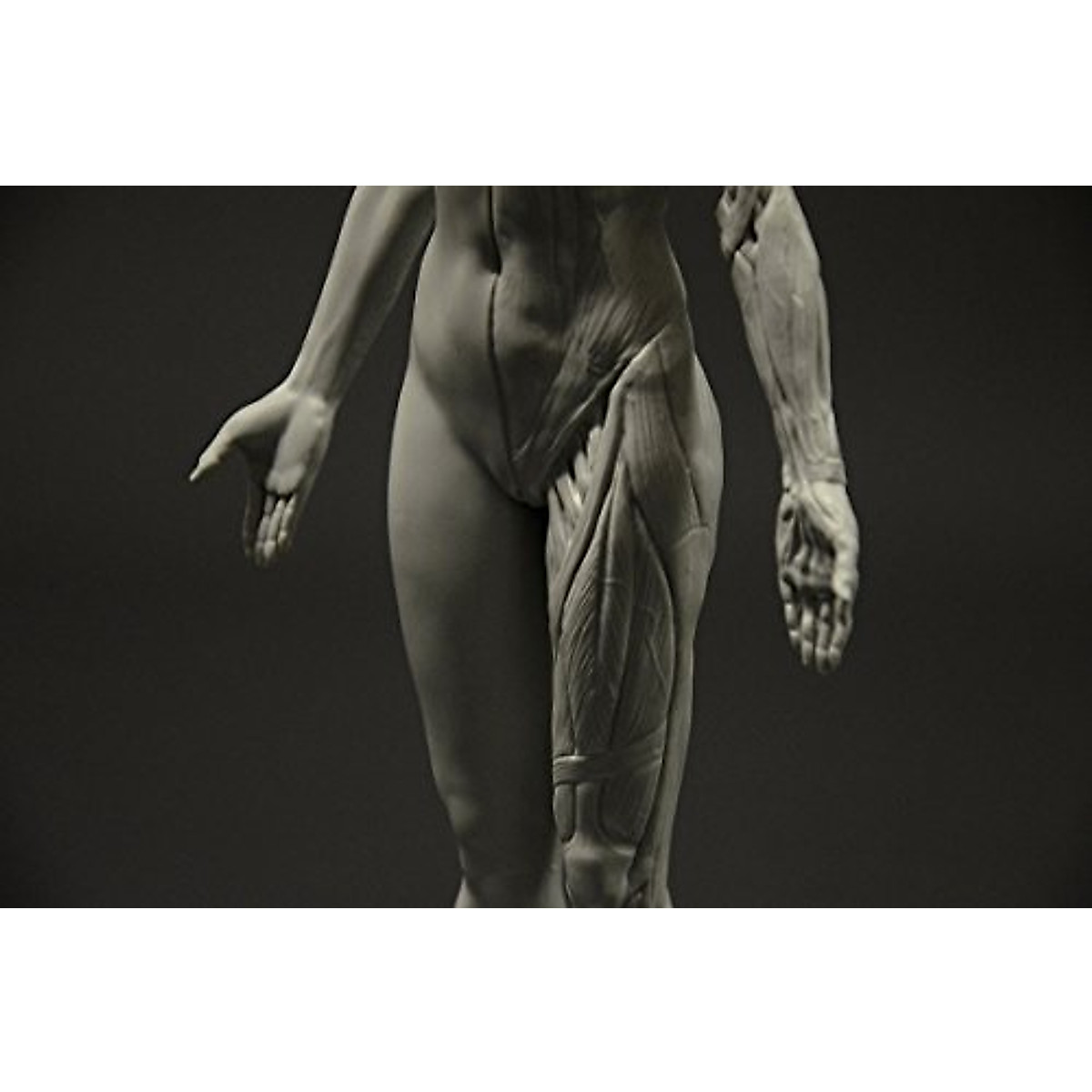 Female Anatomy Figure: 10.5-inch Anatomical Reference for Artists (Grey)