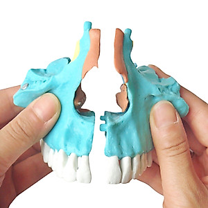 Human Medical Anatomical Adult Osteopathic Skull Model, 22-Part Didactic Colored