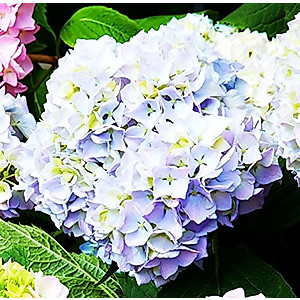 Hydrangea Macrophylla Seed Bonsai Flower Plant Four-Season Blossoms - 50 Pcs Seeds