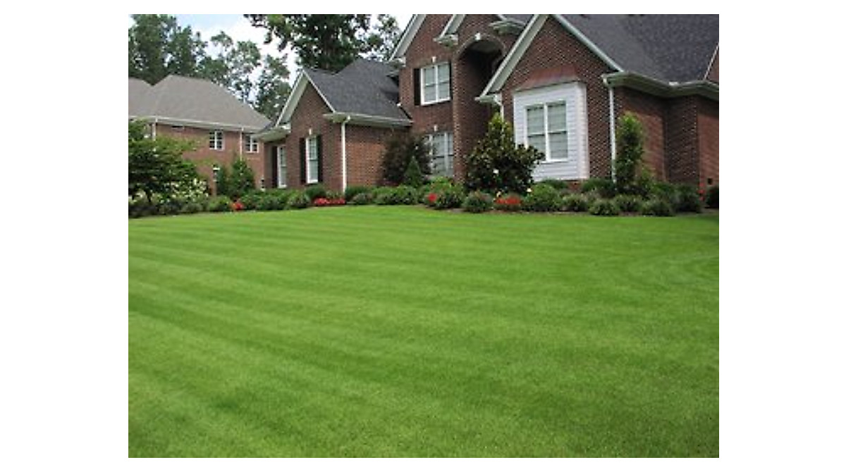 Zenith Zoysia Grass Seed (2 Lb.) 100% Pure Seed Grown by Patten Seed ...