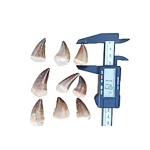 Real Mosasaur Tooth Fossil Dinosaur Tooth Fossil Dinosaur Fang