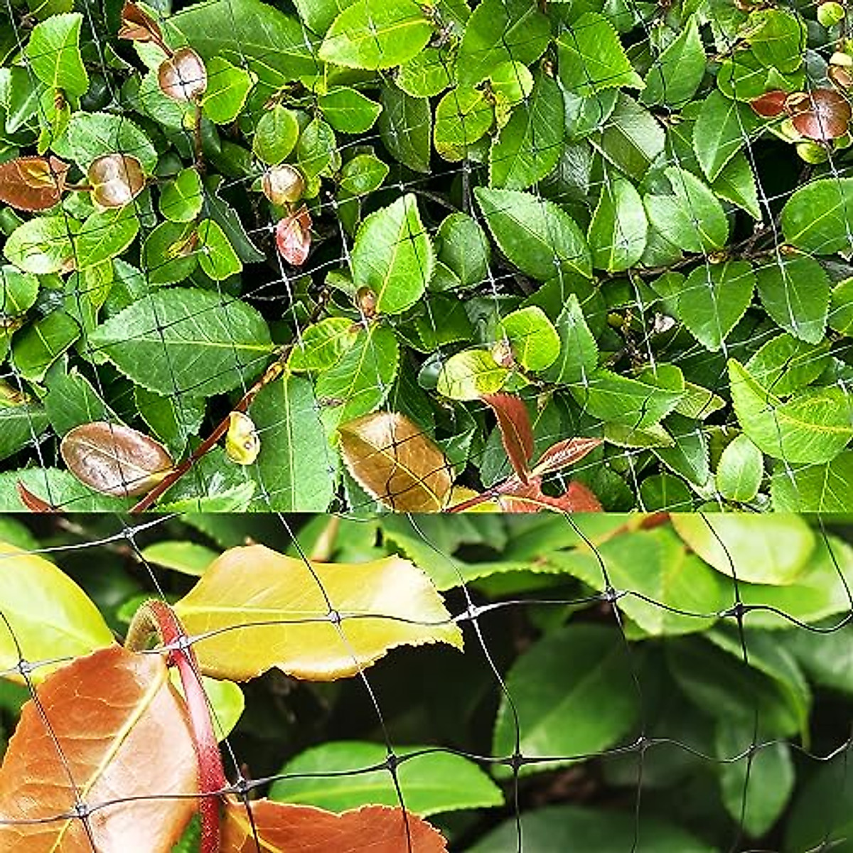 Fafaland Bird Netting 7X100 Feet for Garden Protection, Temporary Reusable Fence Barrier Anti Birds, Flexible Plastic Trellis Netting for Vegetables Fruit Flowers Crops Fence Cover. (7'x100')